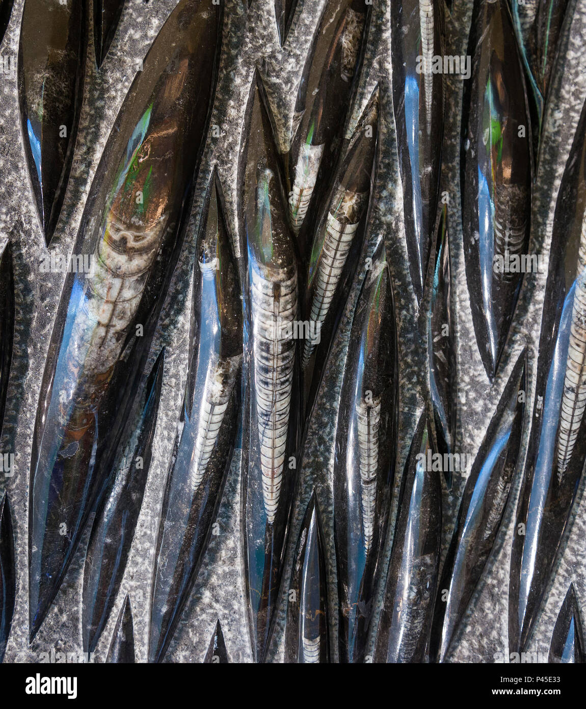 Fossil Cephalopod is a carnivorous mollusk (order: Orthocerida) from ...