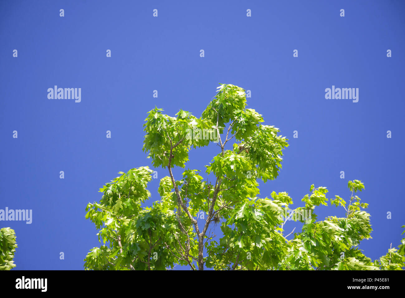 New spring growth on an oak tree in North Central Florida Stock Photo ...
