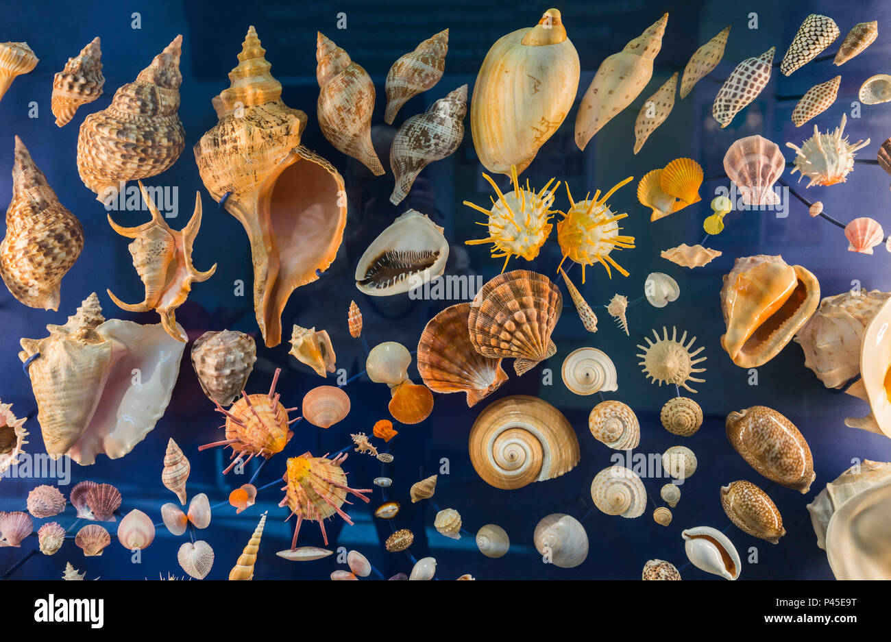 Beauty collection hi-res stock photography and images - Alamy