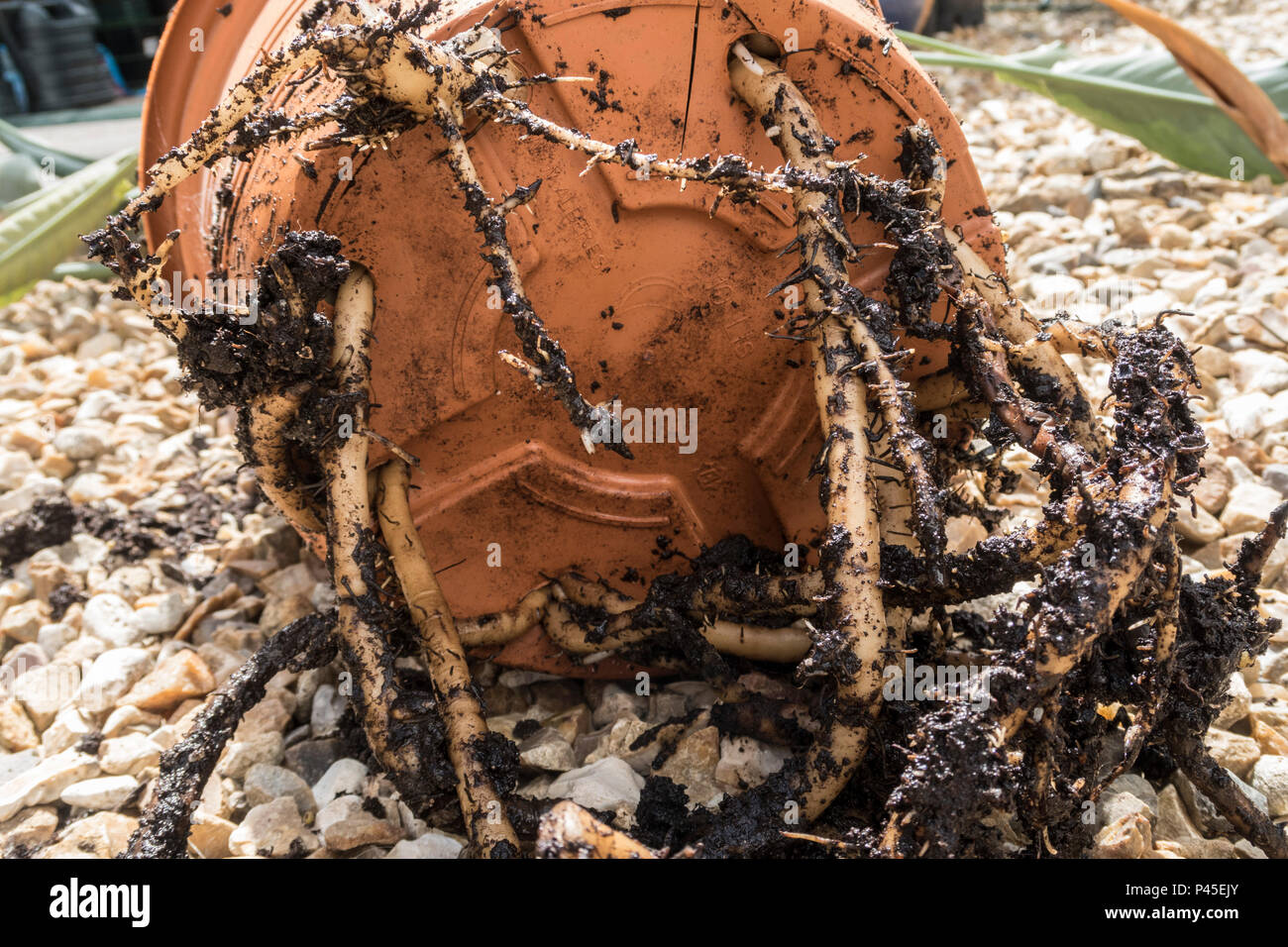 Roots forcing out of the bottom of a pot of an overgrown strelitzia ...