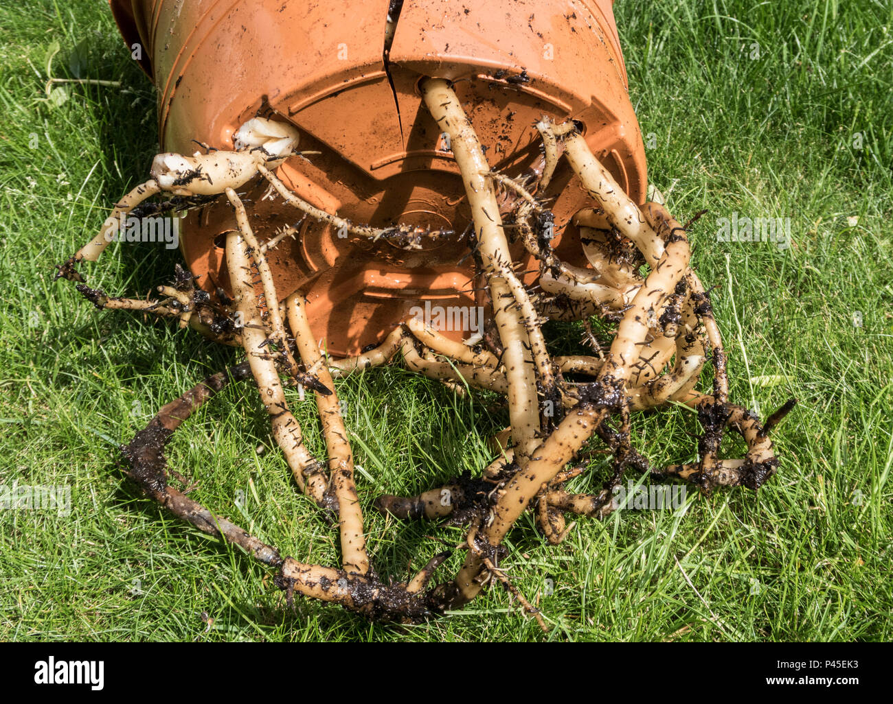 Roots forcing out of the bottom of a pot of an overgrown strelitzia ...