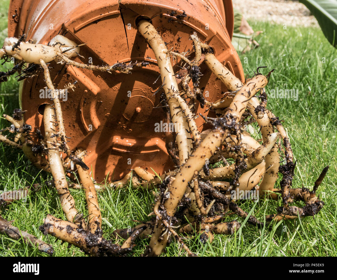 Roots forcing out of the bottom of a pot of an overgrown strelitzia ...
