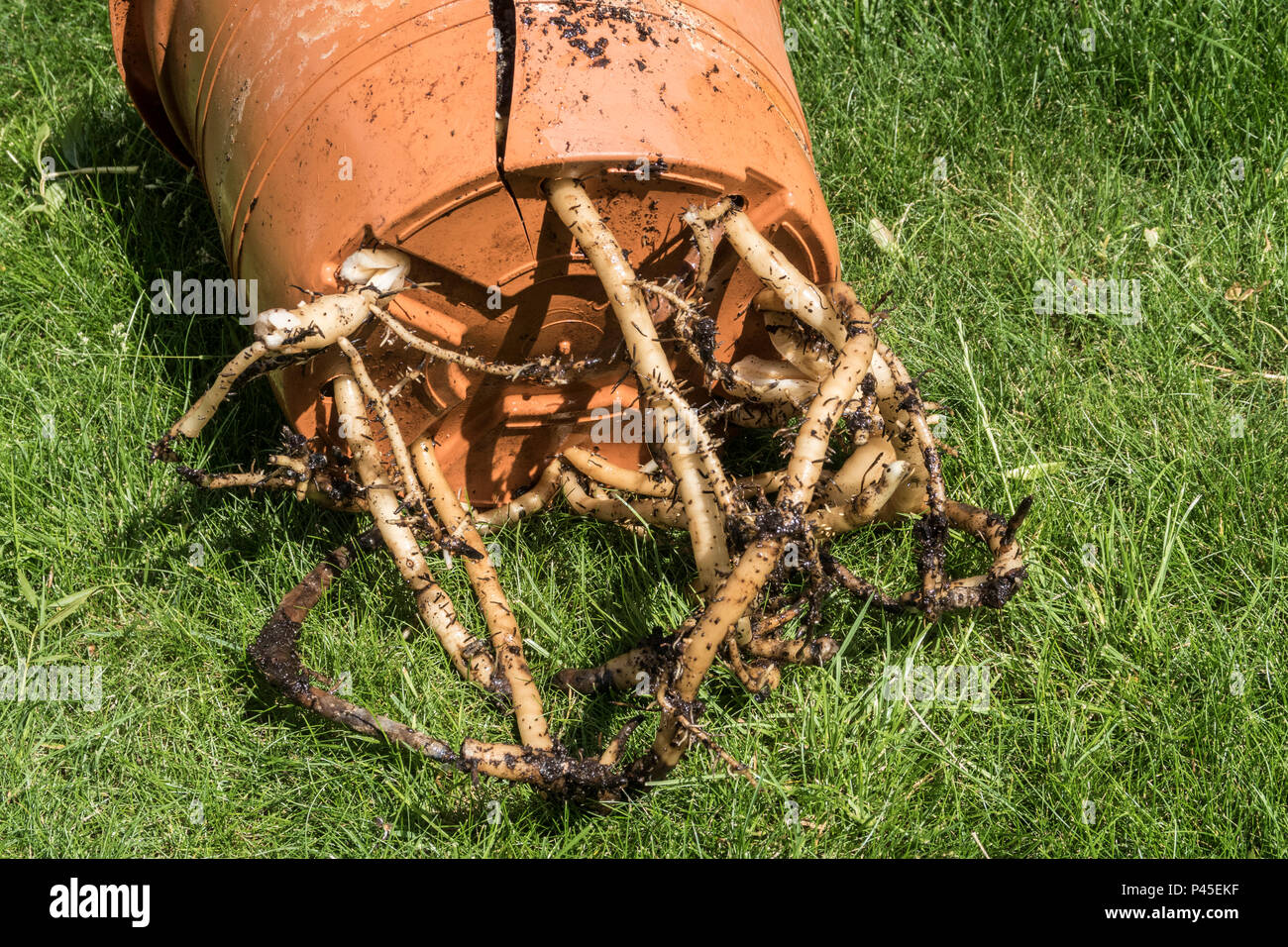 Roots forcing out of the bottom of a pot of an overgrown strelitzia ...
