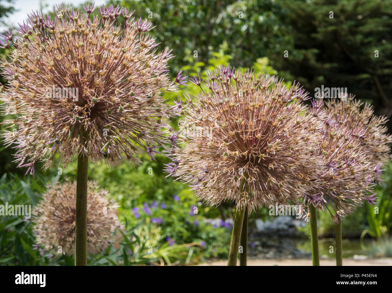 Allium seeds hi-res stock photography and images - Alamy