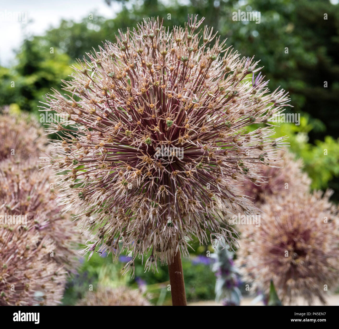 Allium seeds hi-res stock photography and images - Alamy