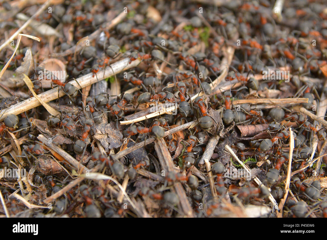 closeup of a family of ants Stock Photo - Alamy