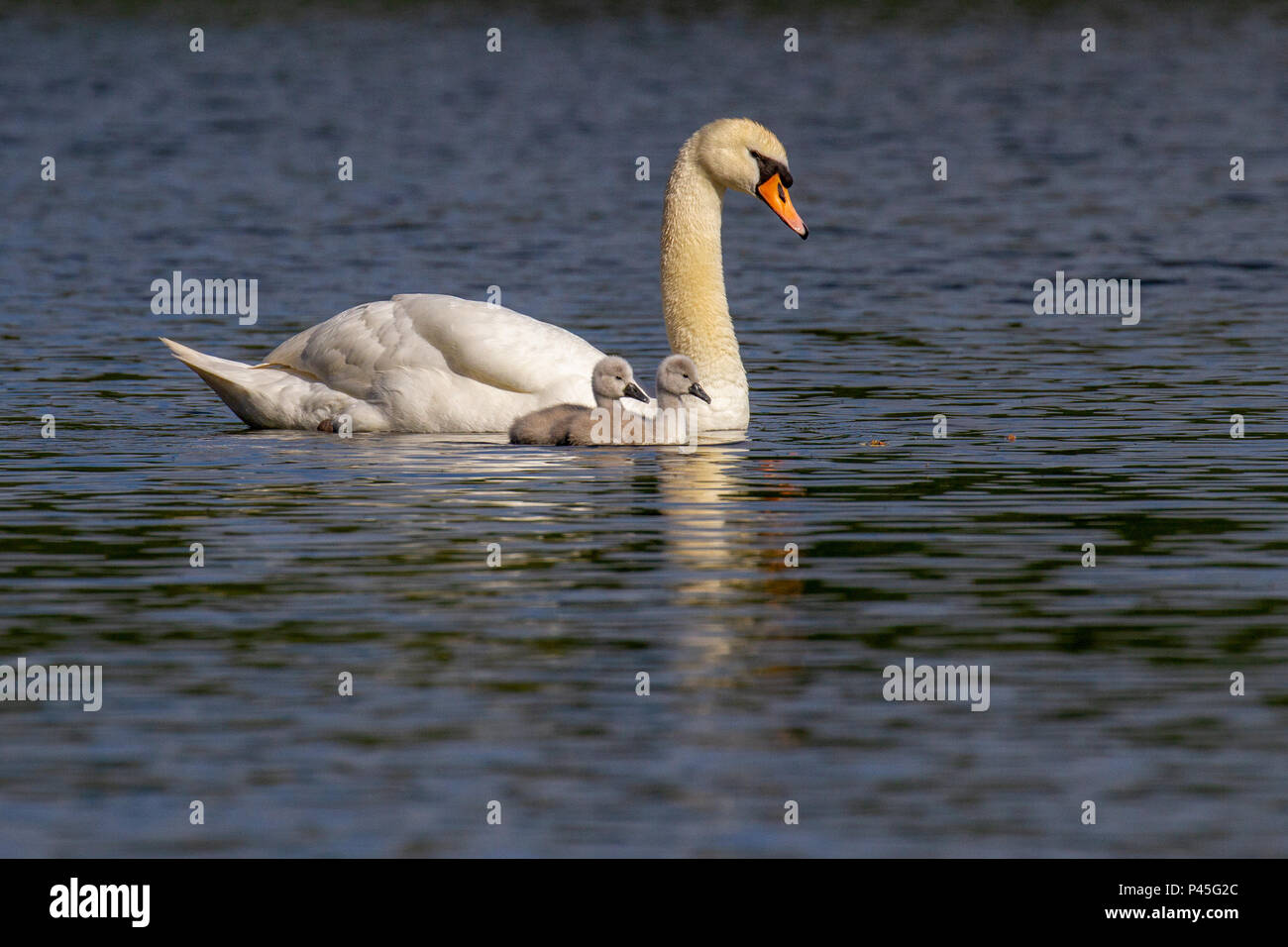 Beautiful young Mute Swan Cygnet (Cygnus olor) on river, Marlow, United ...