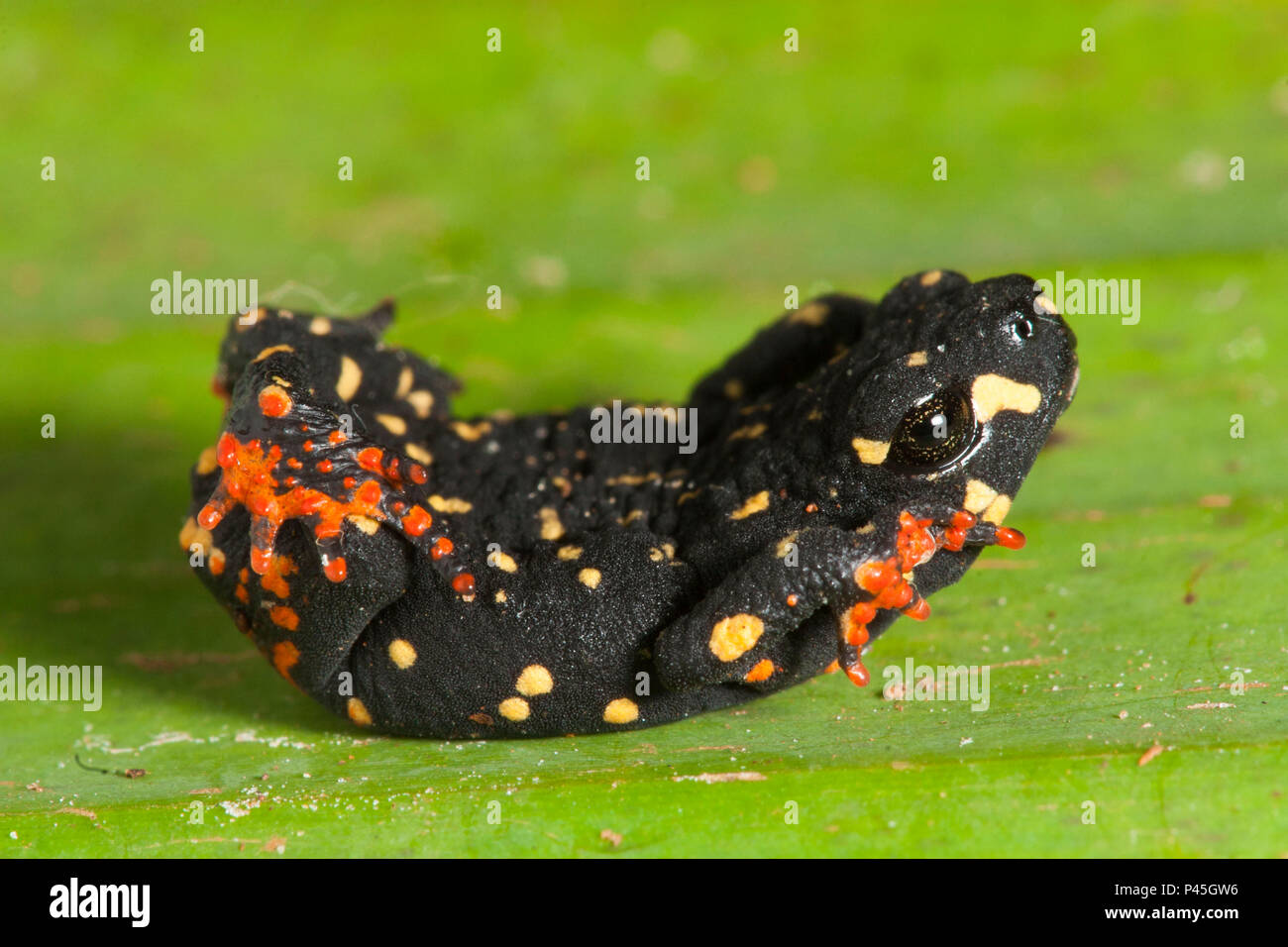 South american redbelly toad hi-res stock photography and images - Alamy