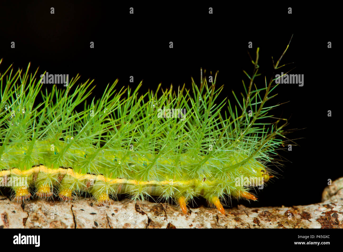 Larva urticante de borboleta (Automeris sp), popularmente conhecida ...