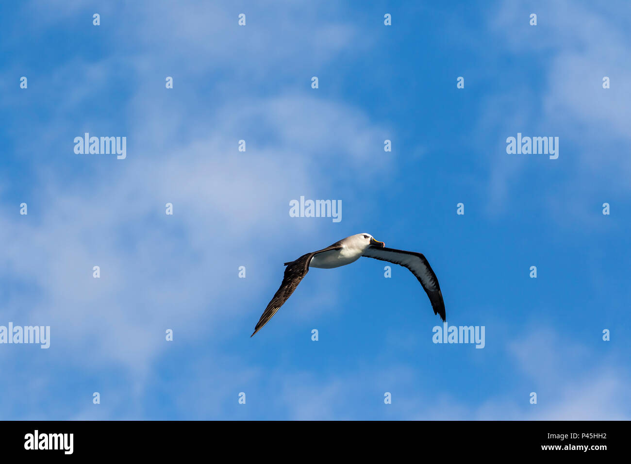 Atlantic yellow-nosed albatross in flight, Tristan da Cunha archipelago ...