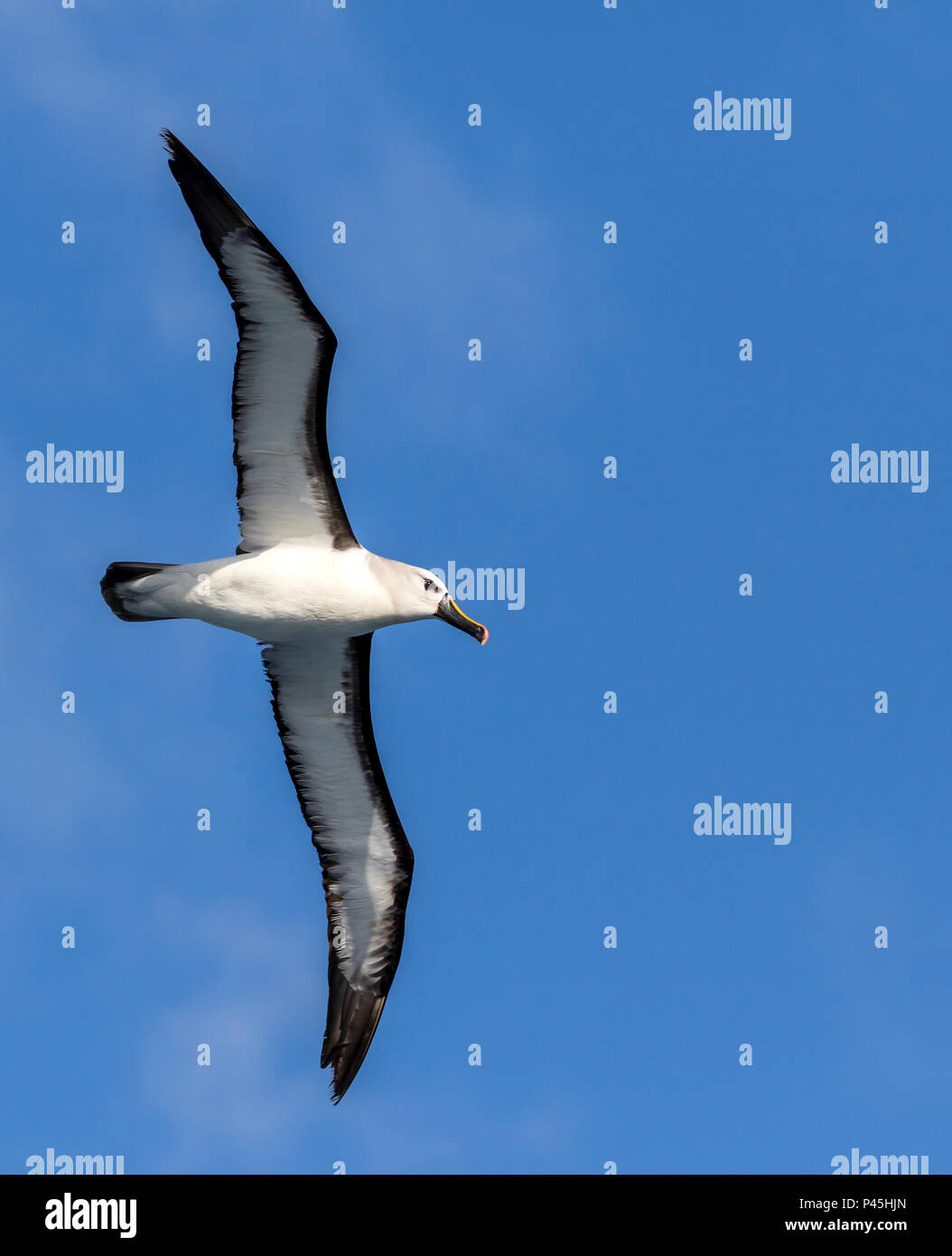 Atlantic yellow-nosed albatross in flight, Tristan da Cunha archipelago ...