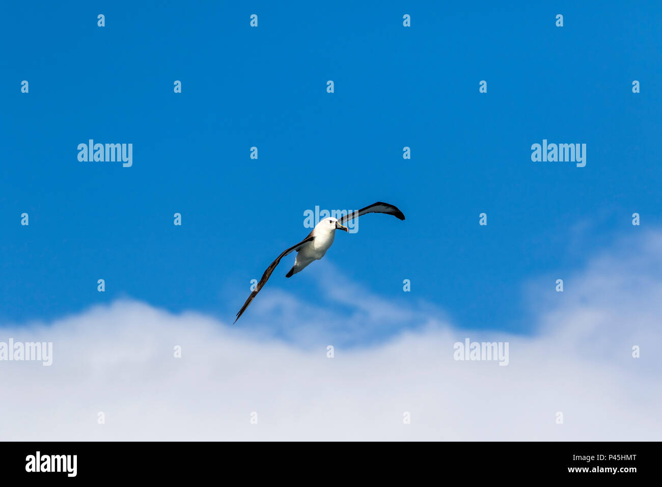 Atlantic yellow-nosed albatross in flight, Tristan da Cunha archipelago ...
