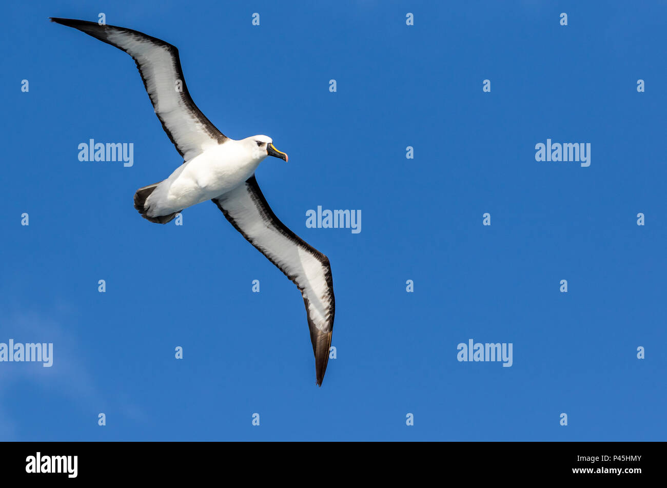 Atlantic yellow-nosed albatross in flight, Tristan da Cunha archipelago ...