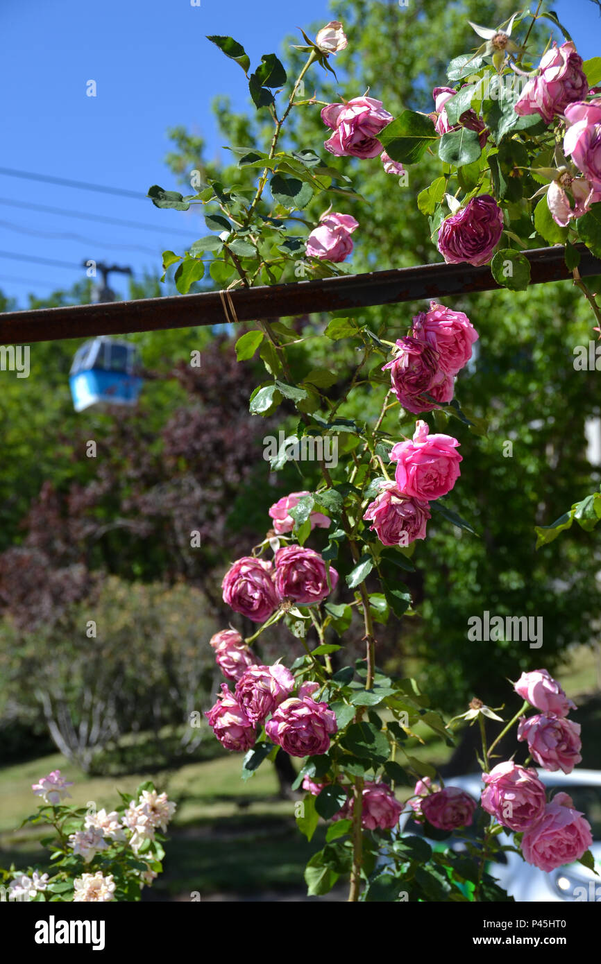Pink roses in rose garden with blue cable car in background Stock Photo ...