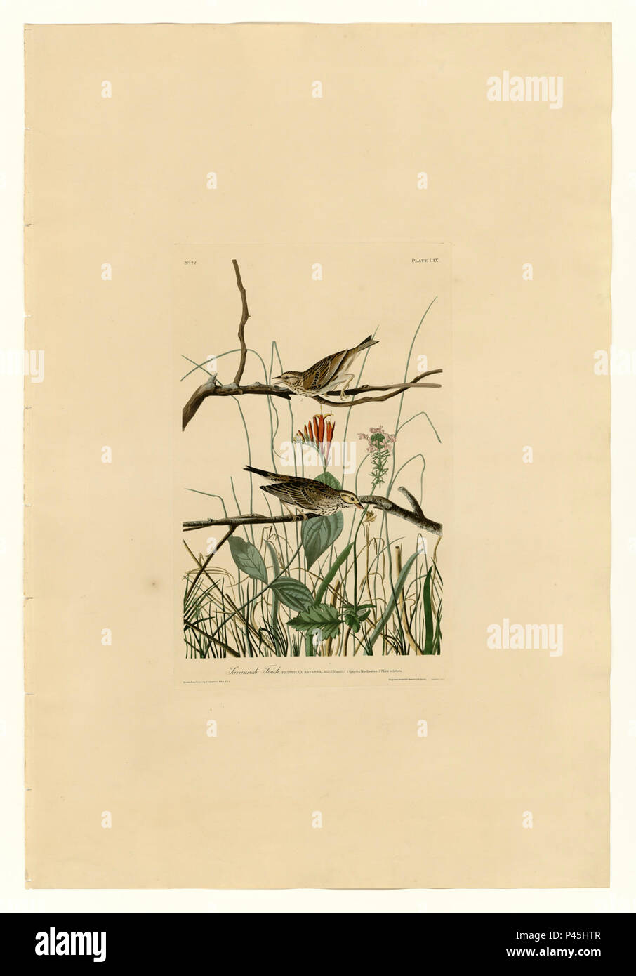 Savannah finch hi-res stock photography and images - Alamy