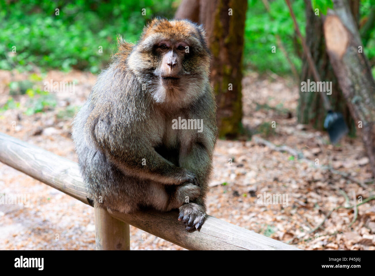 Funny and clever monkey sitting in tropical forest Stock Photo - Alamy