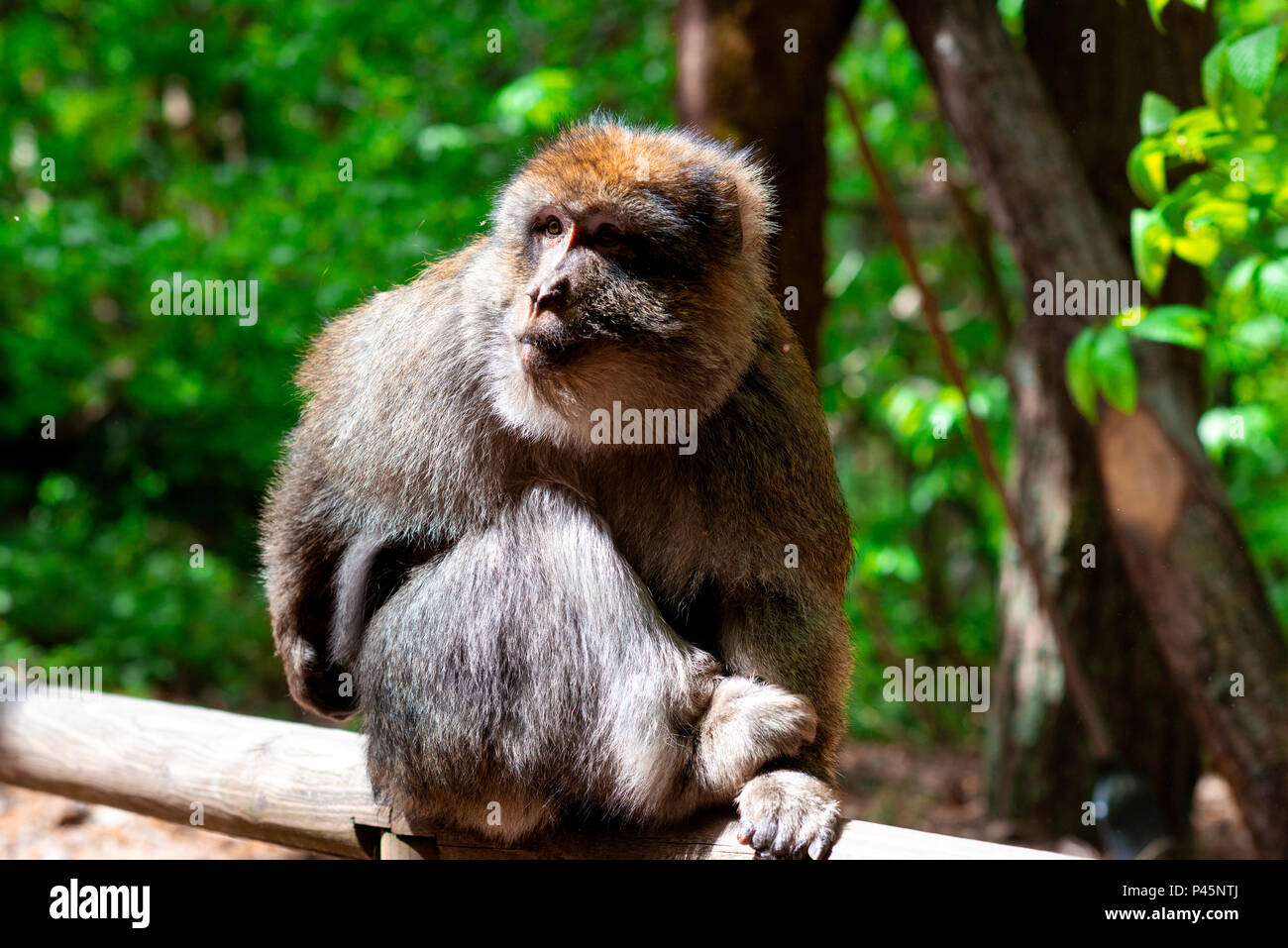 Funny and clever monkey sitting in tropical forest Stock Photo - Alamy