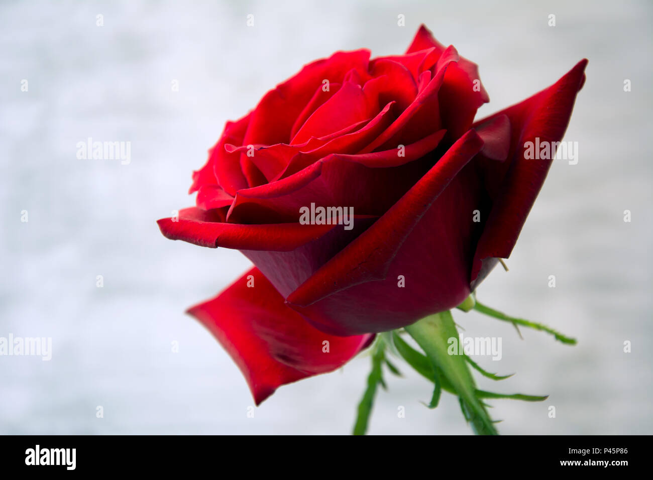 Beautiful Single Red Rose Wallpapers