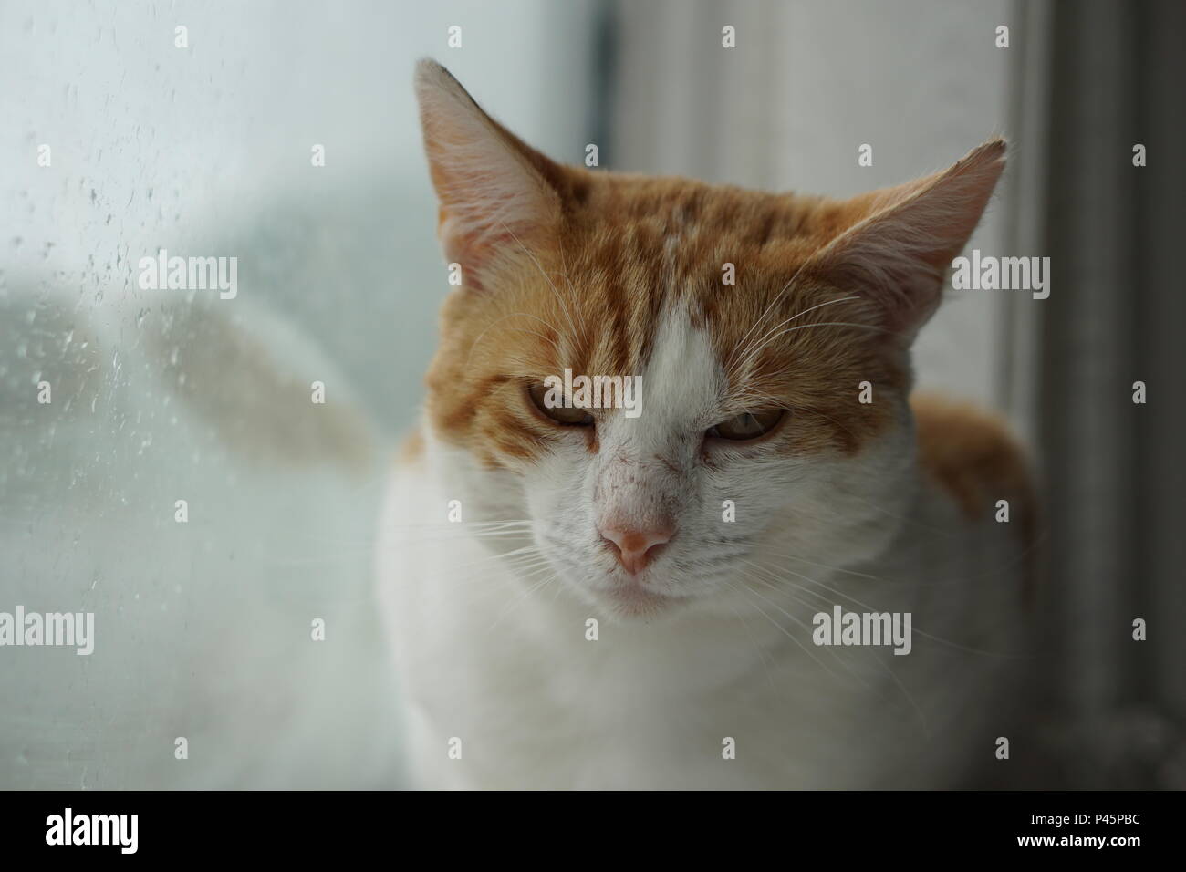 Kitten on window sill hi-res stock photography and images - Alamy