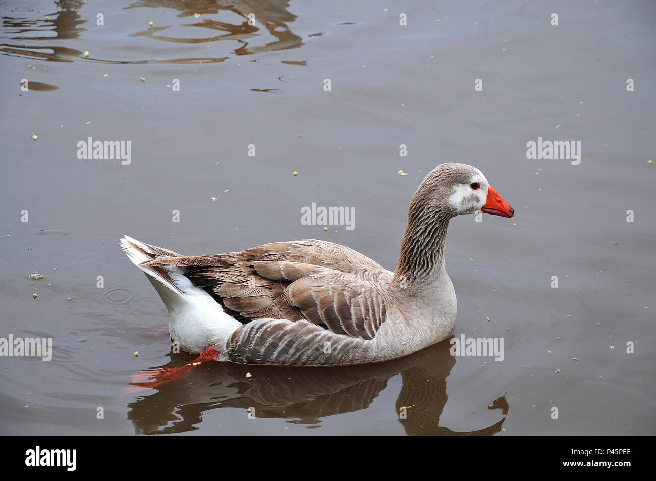 greylag goose with bright plumage and red beak swimming on lake Stock ...