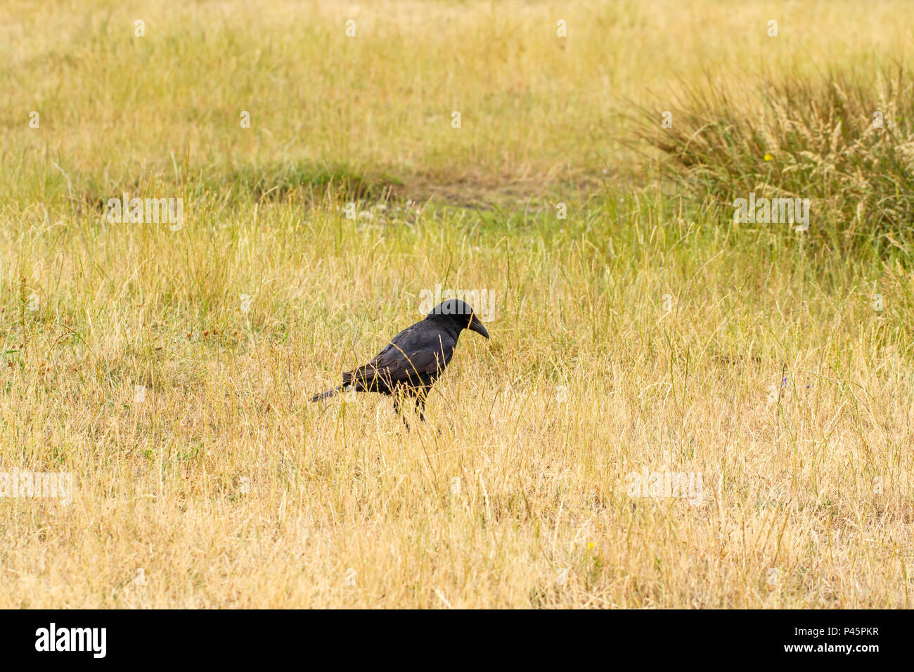 Dorset wildlife reserve hi-res stock photography and images - Alamy