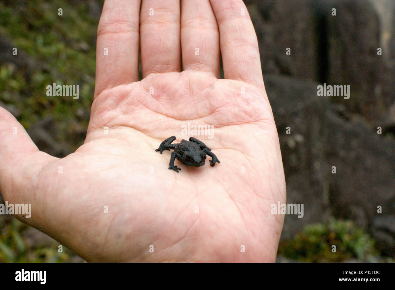 Mount Roraima Animals Frog Roraima Photos, Images & Pictures