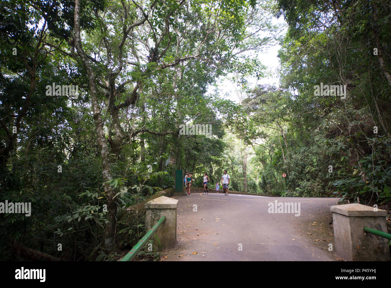 Parque nacional da Tijuca ou Floresta da Tijuca. RIO DE JANEIRO/RJ ...