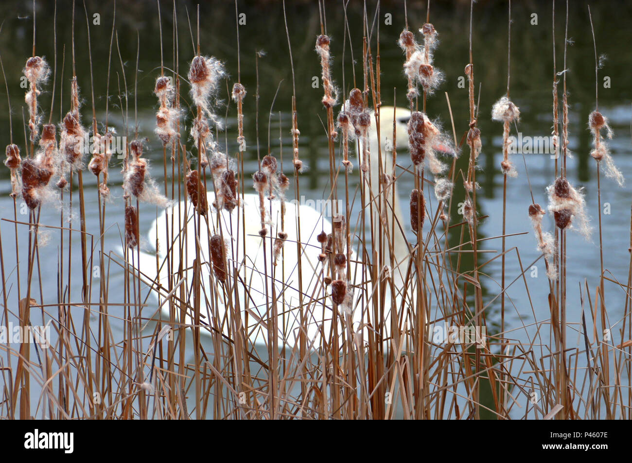 Reed aquatic plant on hi-res stock photography and images - Alamy
