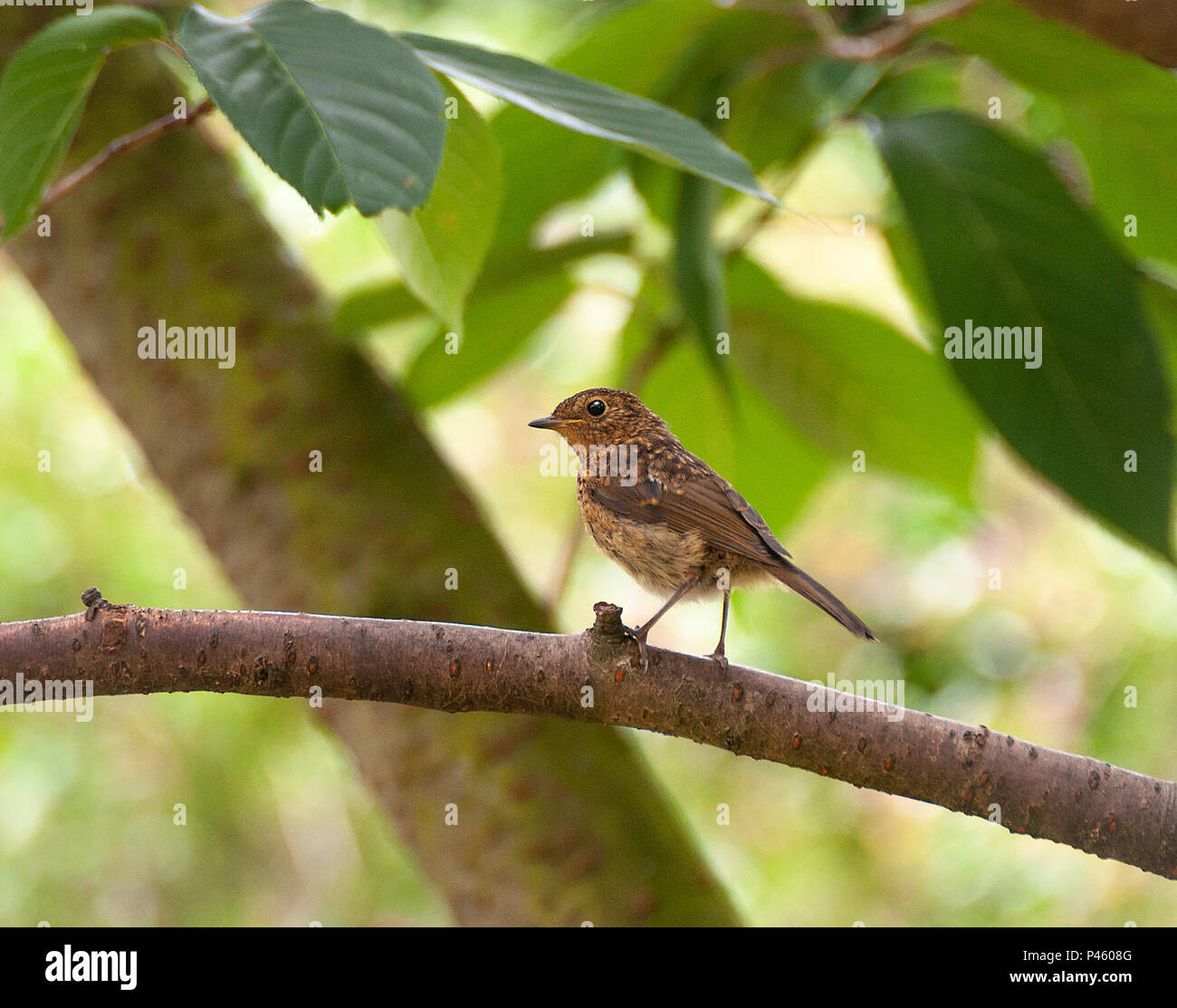 A Juvenile Robin Perched on a Branch in a Flowering Cherry Tree Looking ...