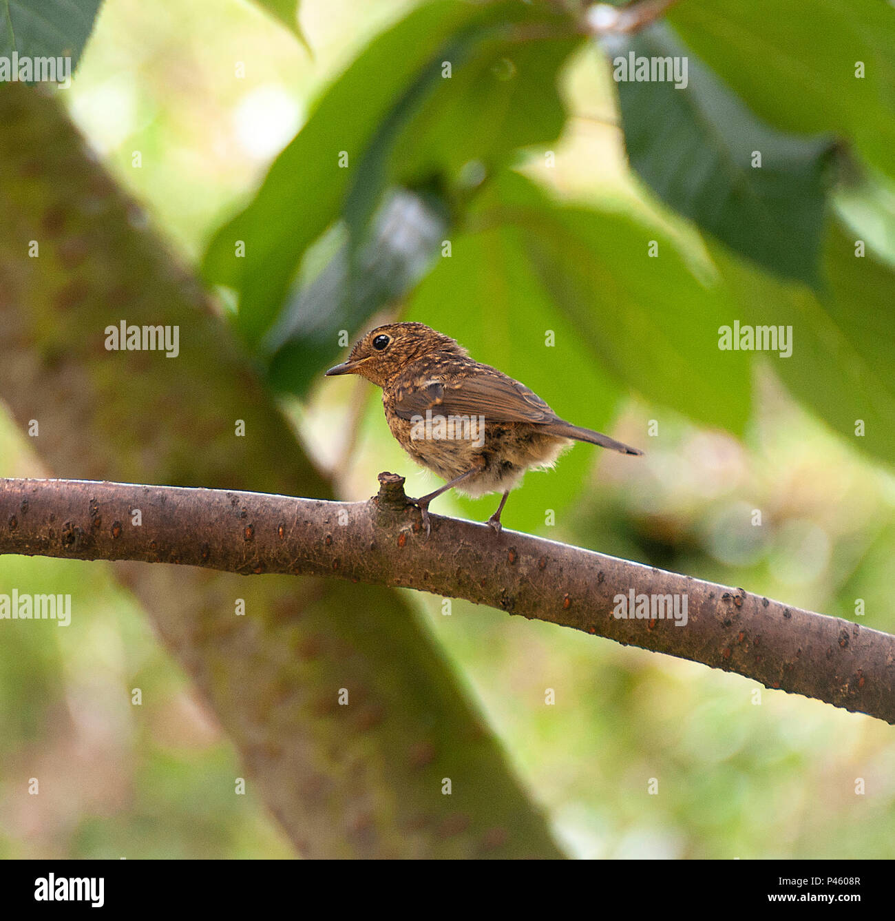 A Juvenile Robin Perched on a Branch in a Flowering Cherry Tree Looking ...
