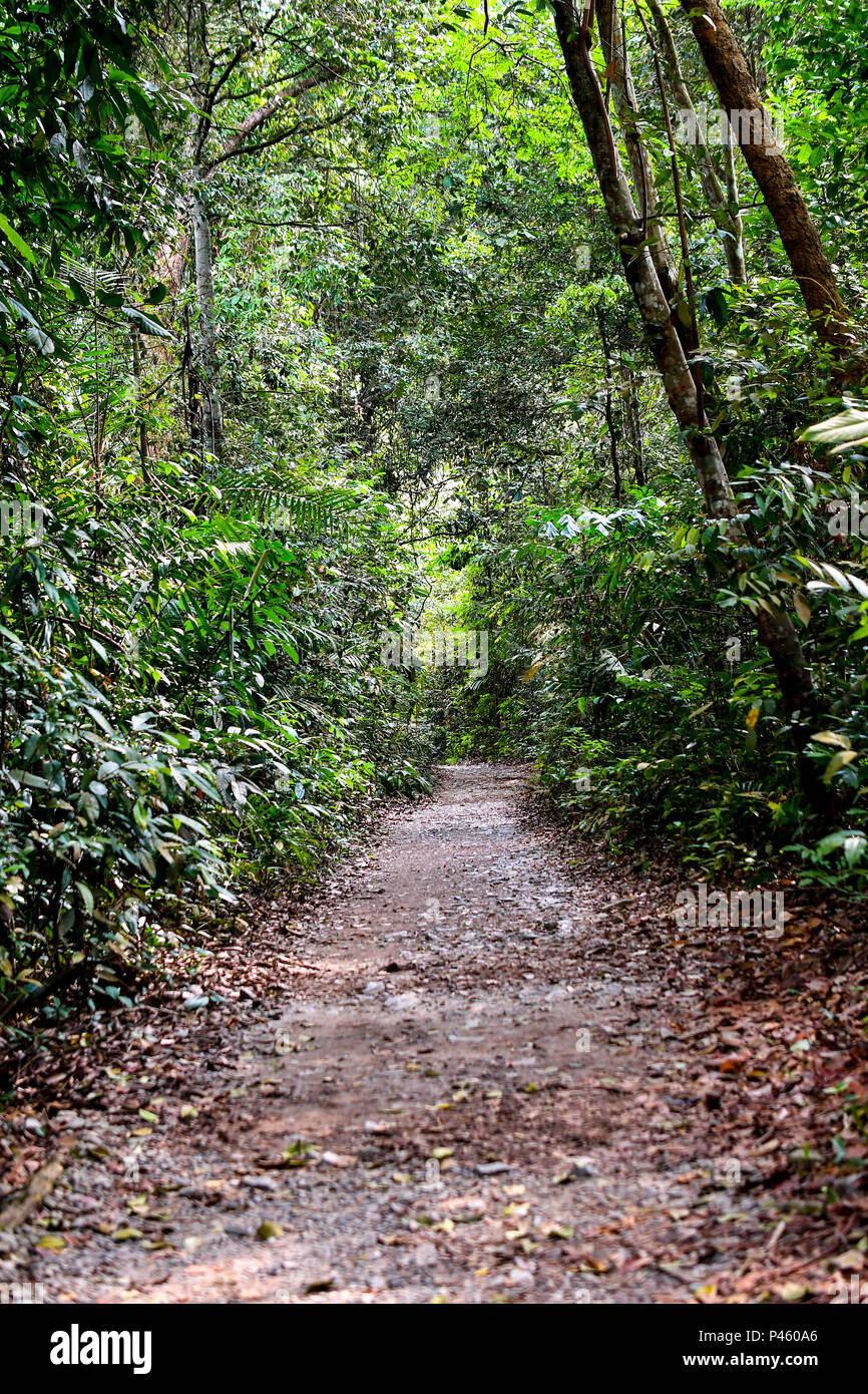 Nature Trail Boardwalk, Steps and Tree Top Walk Stock Photo - Alamy