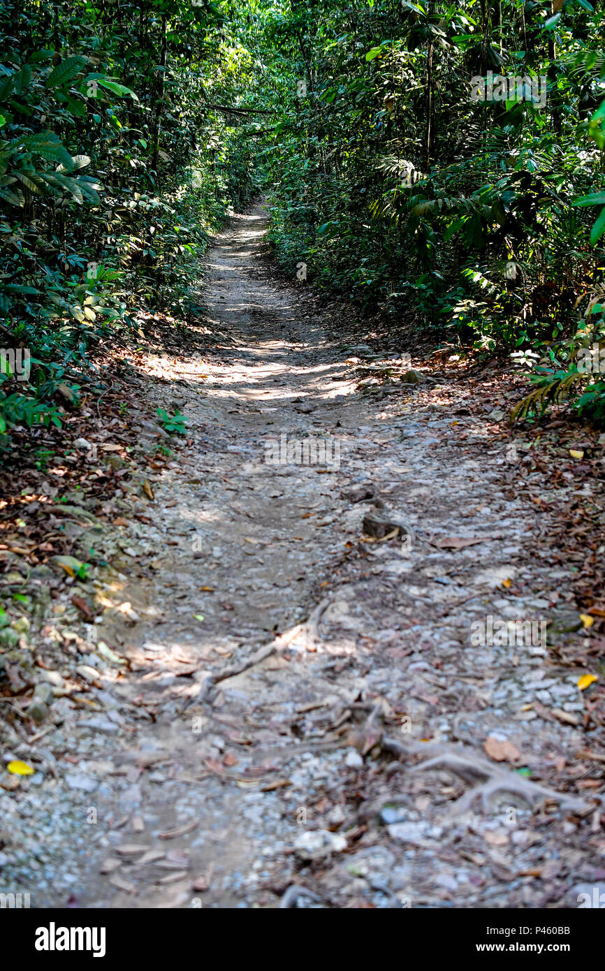Nature Trail Boardwalk, Steps and Tree Top Walk Stock Photo - Alamy