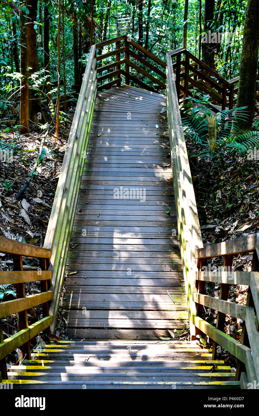 Nature Trail Boardwalk, Steps and Tree Top Walk Stock Photo - Alamy