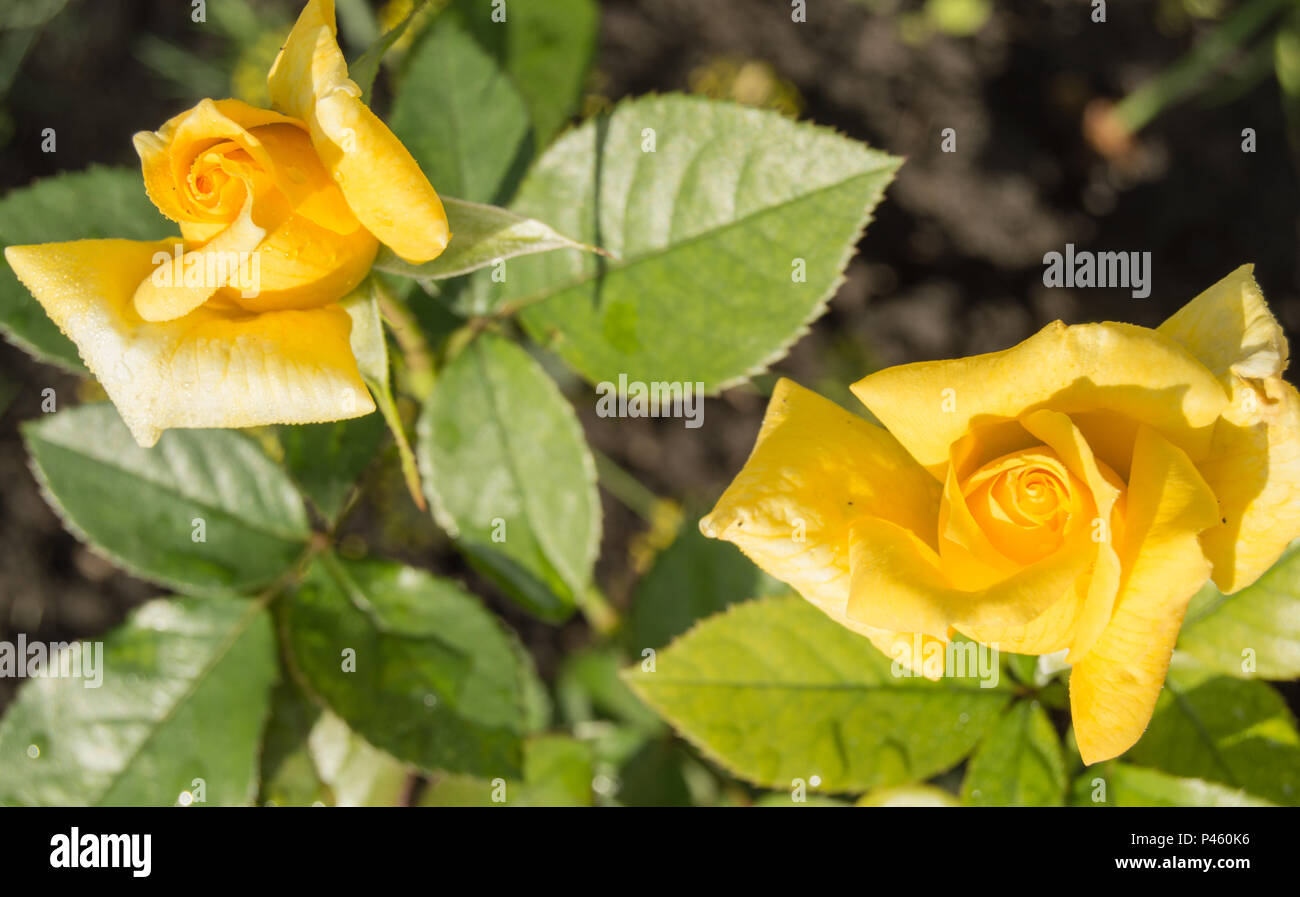 Beautiful yellow rose growing in the garden on a Sunny summer day Stock ...