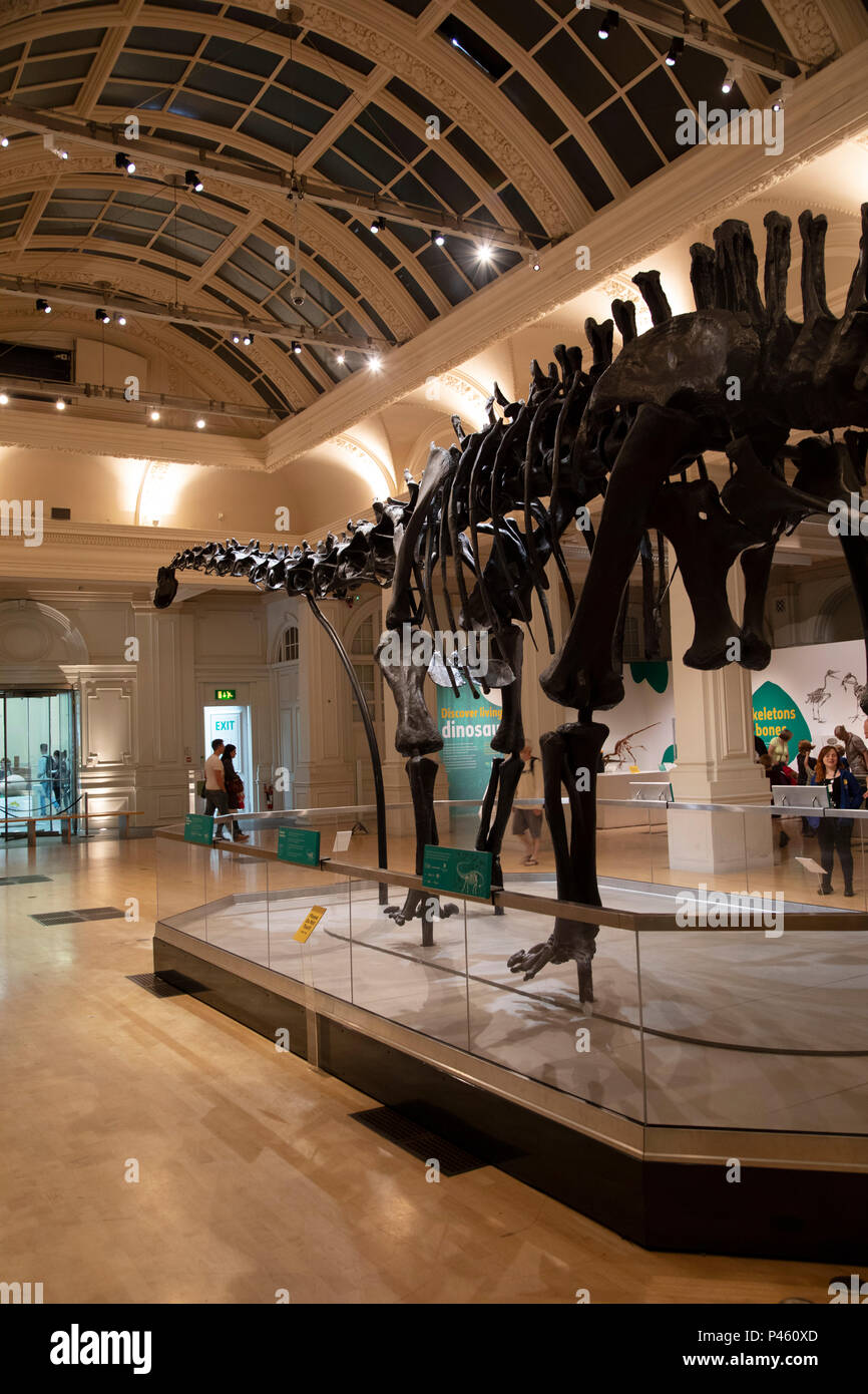 Diplodocus dinosaur skeleton hi-res stock photography and images - Alamy