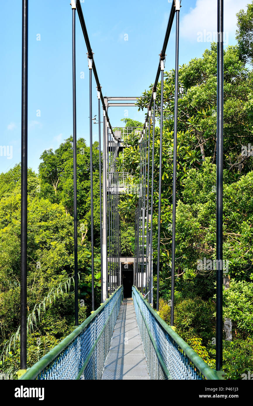 Nature Trail Boardwalk, Steps and Tree Top Walk Stock Photo - Alamy