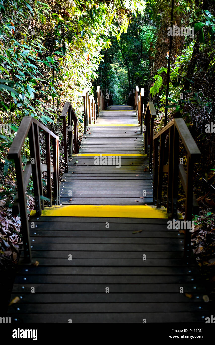 Nature Trail Boardwalk, Steps and Tree Top Walk Stock Photo - Alamy
