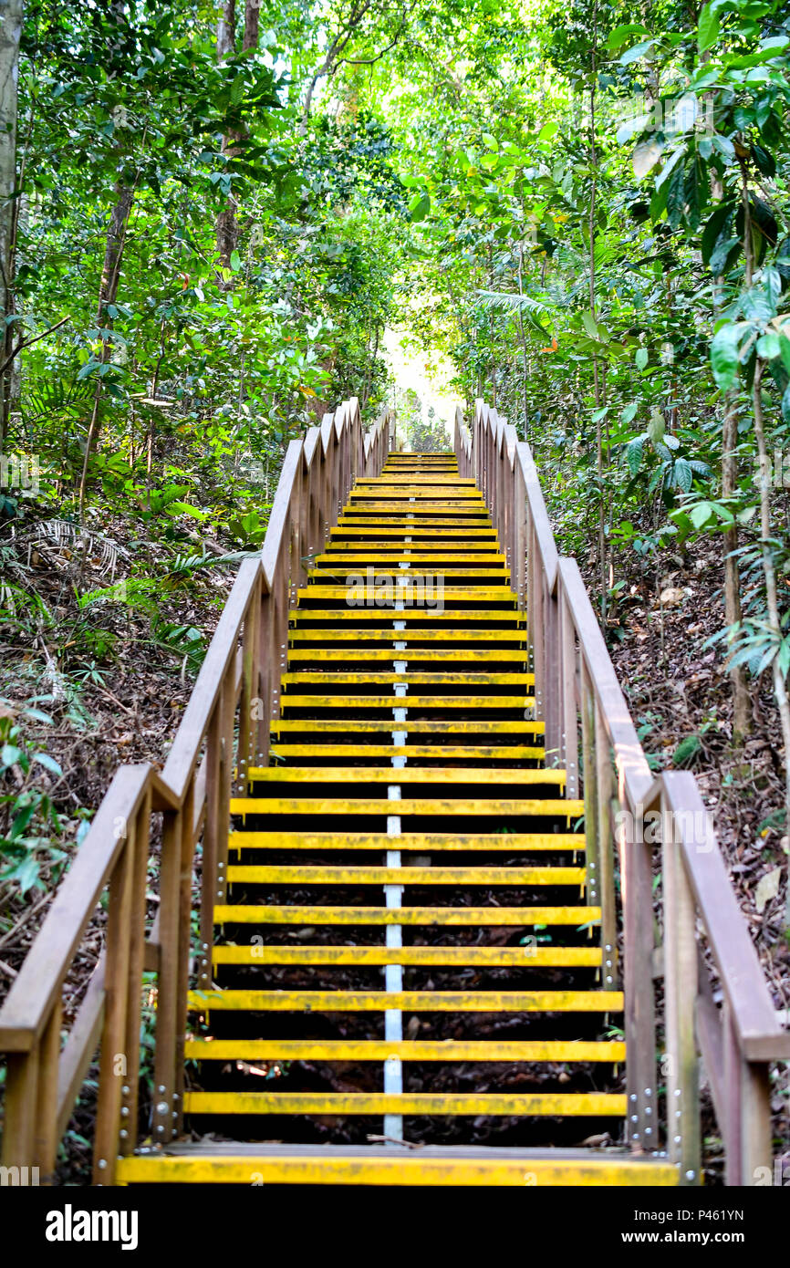Nature Trail Boardwalk, Steps and Tree Top Walk Stock Photo - Alamy