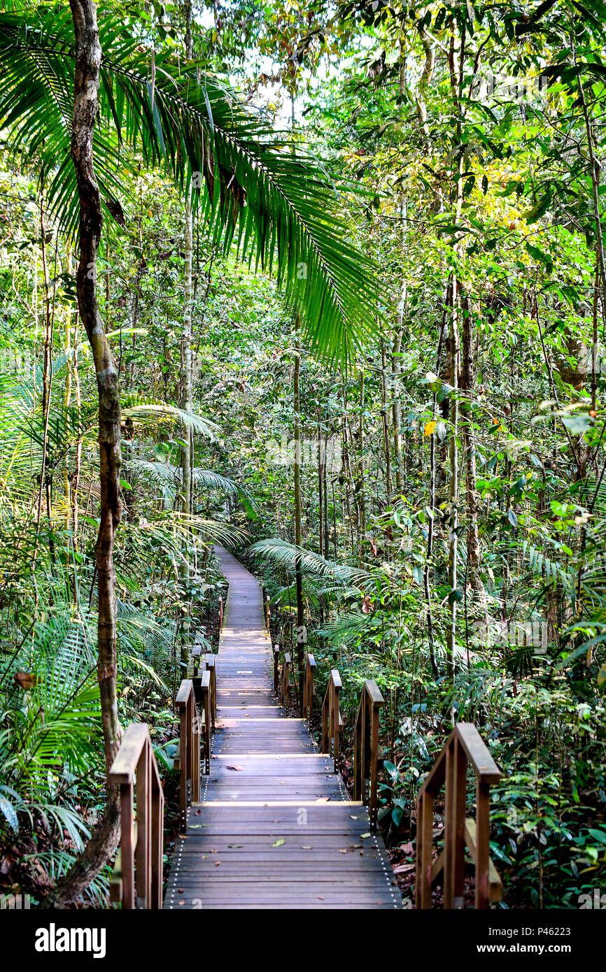 Nature Trail Boardwalk, Steps and Tree Top Walk Stock Photo - Alamy