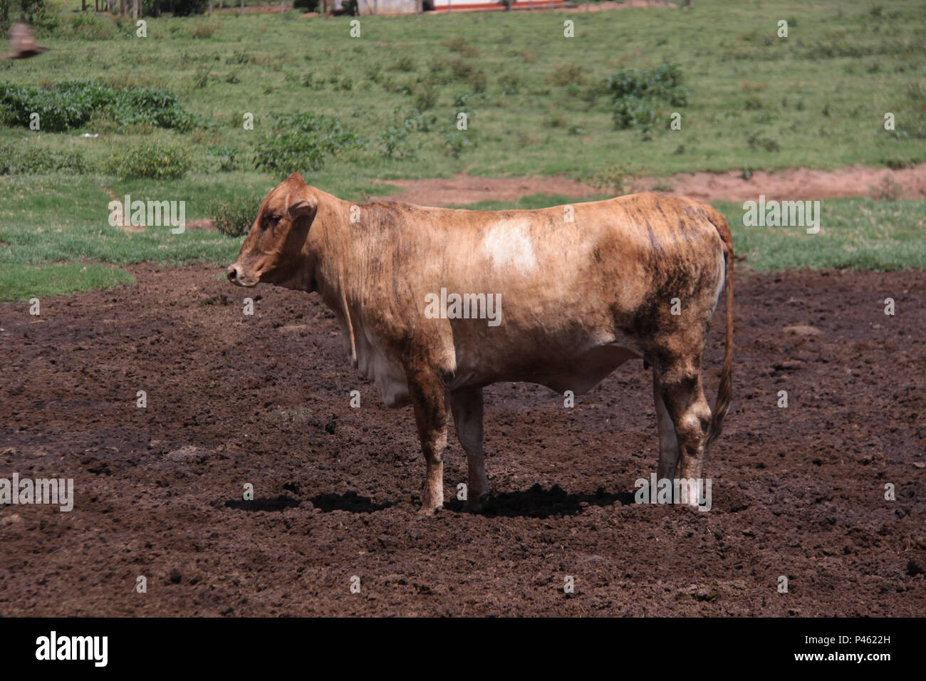 Pasto de vaca hi-res stock photography and images - Alamy