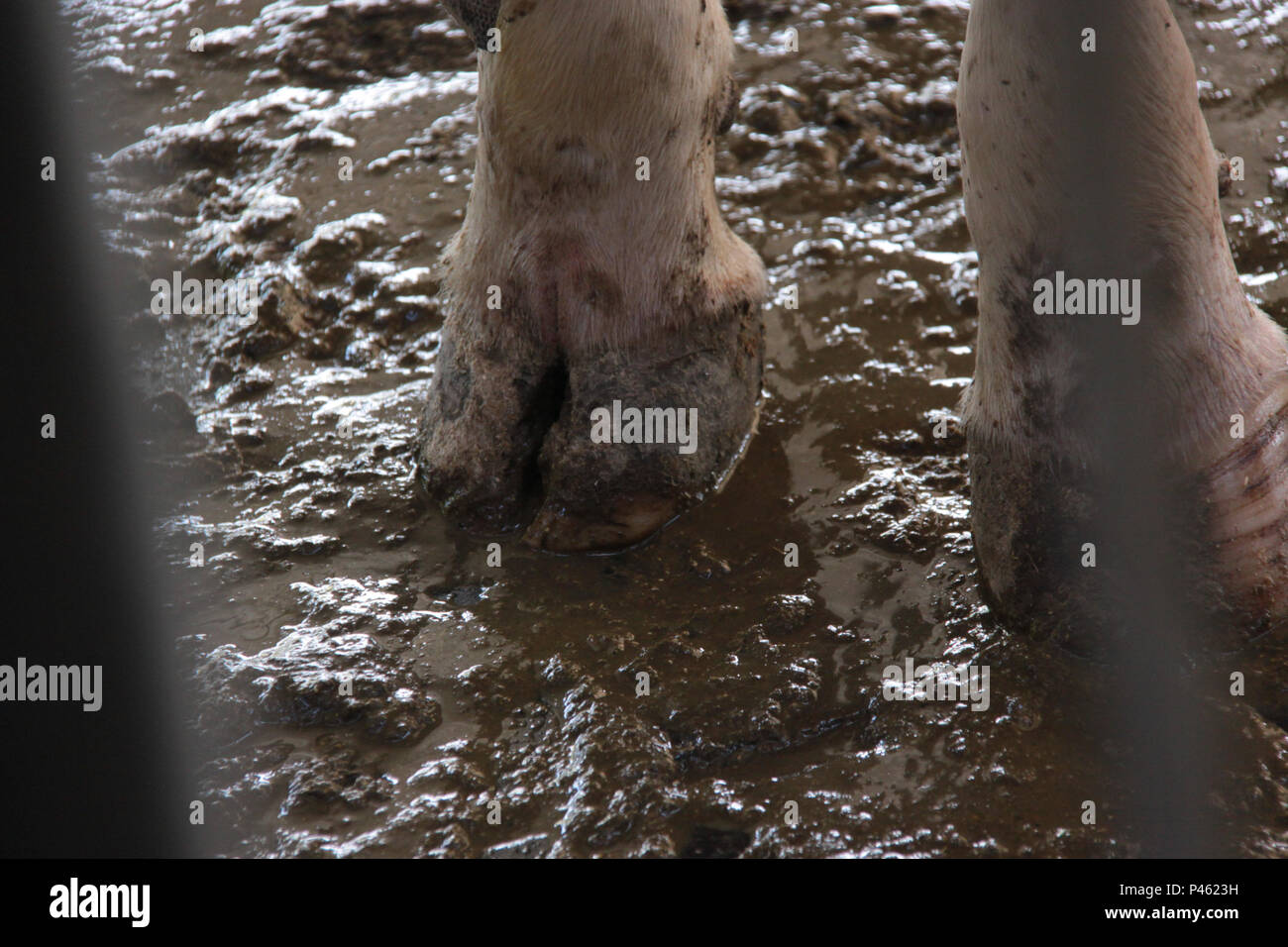 Patas de vaca hi-res stock photography and images - Alamy