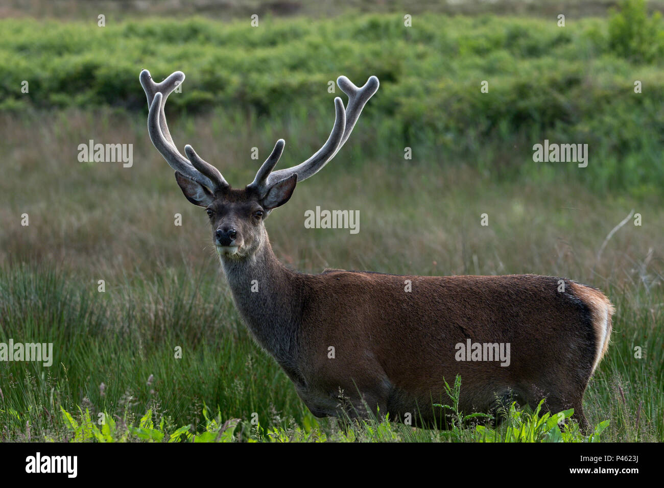 Red deer (Cervus elaphus) stag with branched, velvet covered antlers ...
