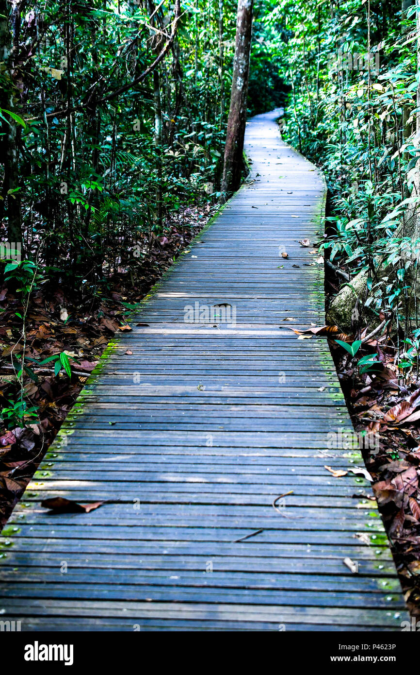 Nature Trail Boardwalk, Steps and Tree Top Walk Stock Photo - Alamy