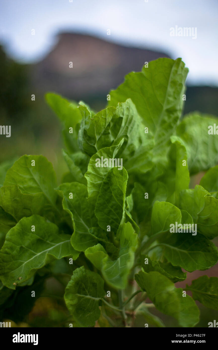 12 planta hi-res stock photography and images - Alamy