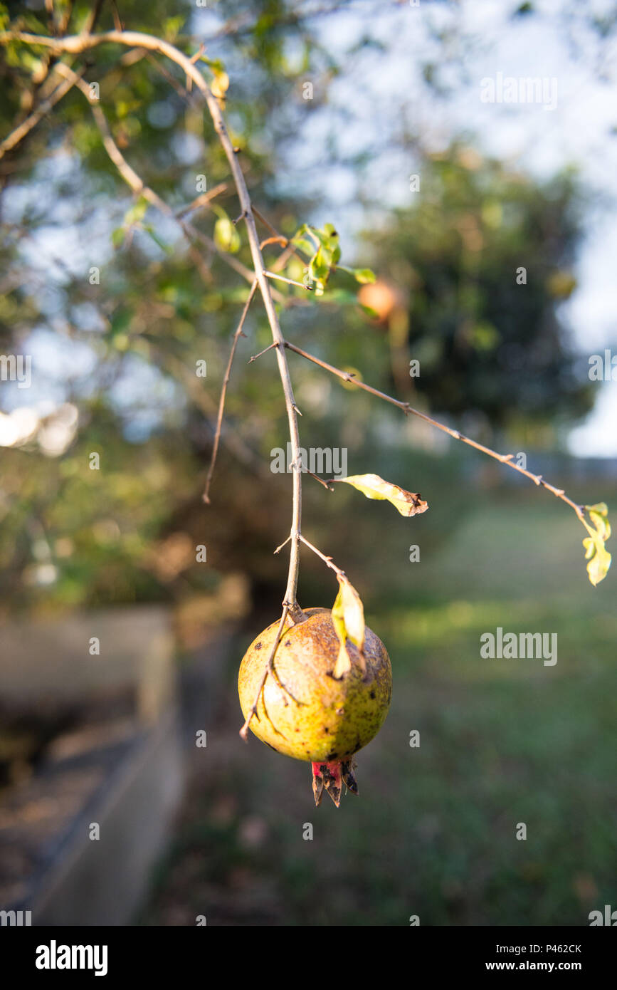 Fruta roma hi-res stock photography and images - Alamy