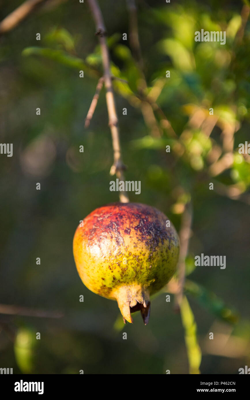 Fruta roma hi-res stock photography and images - Alamy