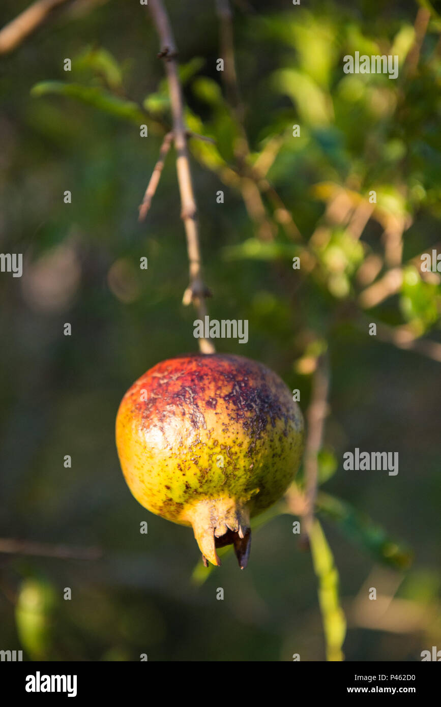 RomÃ£, Fruta, Punica granatum em SÃ£o Paulo. SÃƒO PAULO/SP, Brasil 02 ...