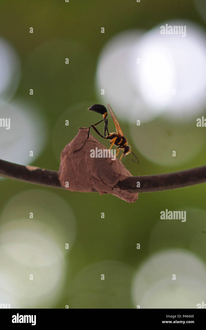 Especies de brasil hi-res stock photography and images - Alamy