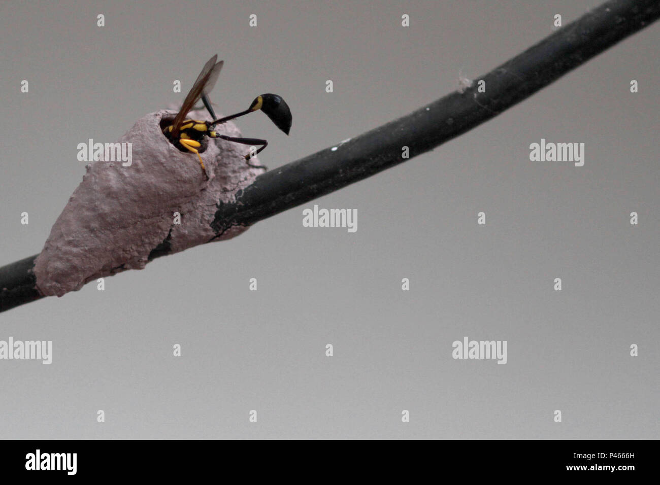 Especies de brasil hi-res stock photography and images - Alamy