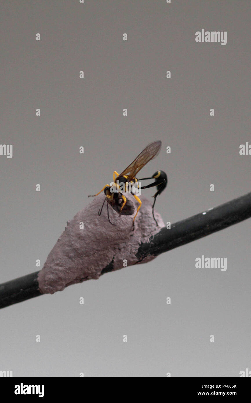 Especies de brasil hi-res stock photography and images - Alamy